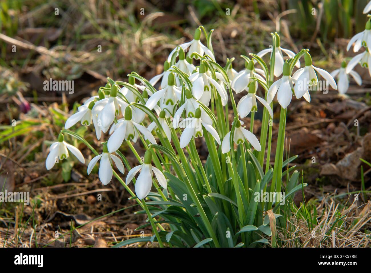 Back light admission hi-res stock photography and images - Alamy