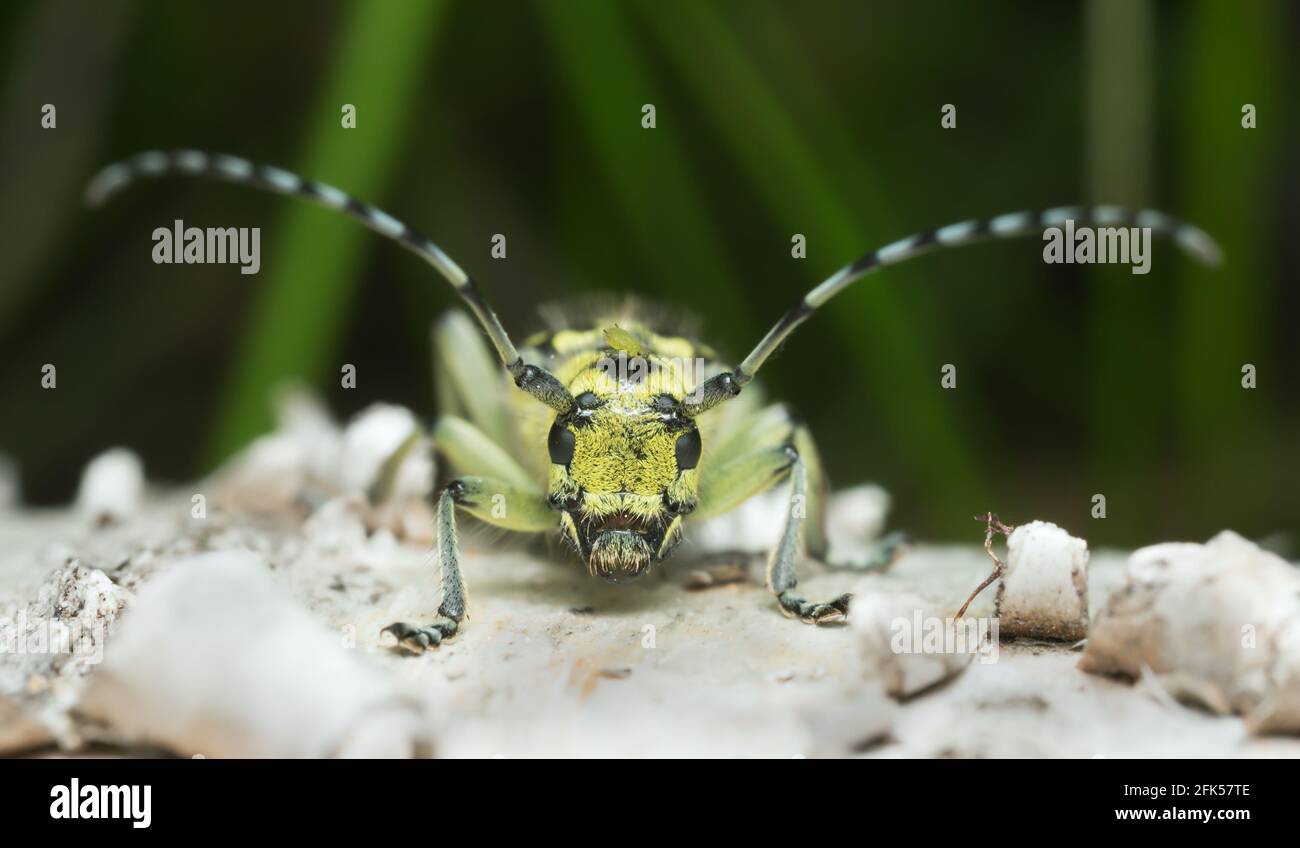 Ladder marked longhorn beetle, Saperda scalaris with aphid on its head ...