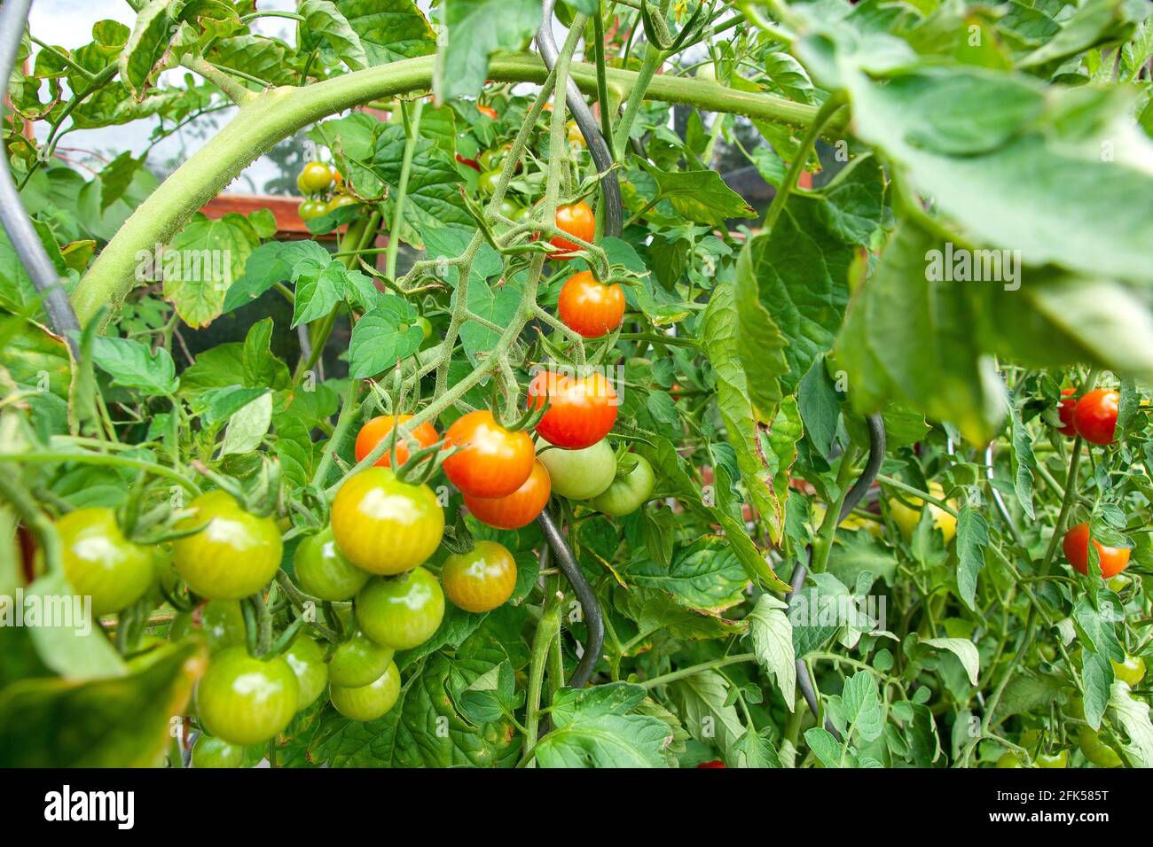 reifende Cocktailtomaten am Tomatenstrauch Stock Photo - Alamy