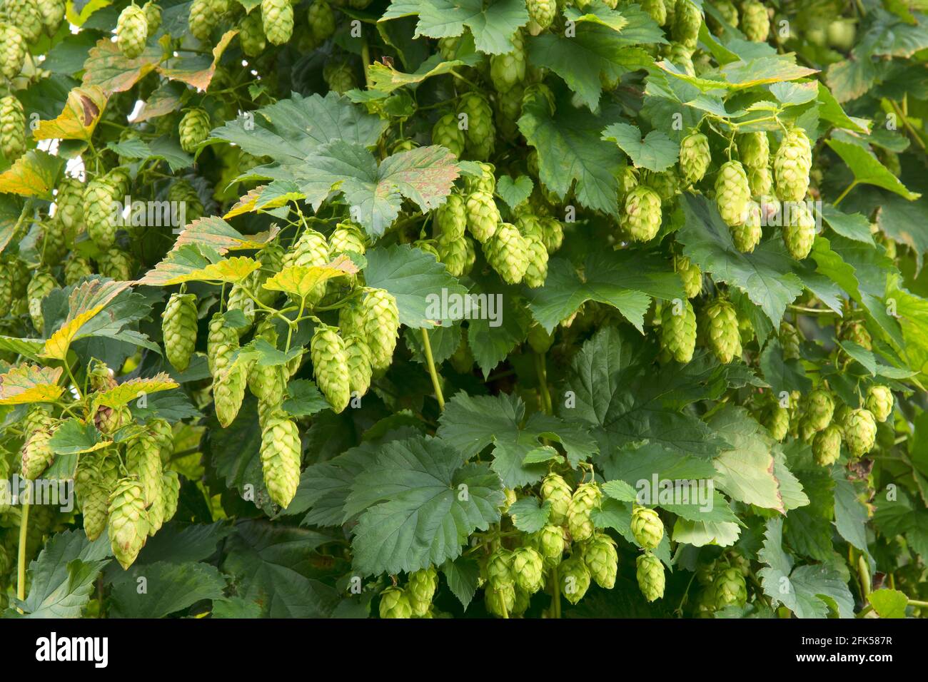 Brauerei wieninger hi-res stock photography and images - Alamy