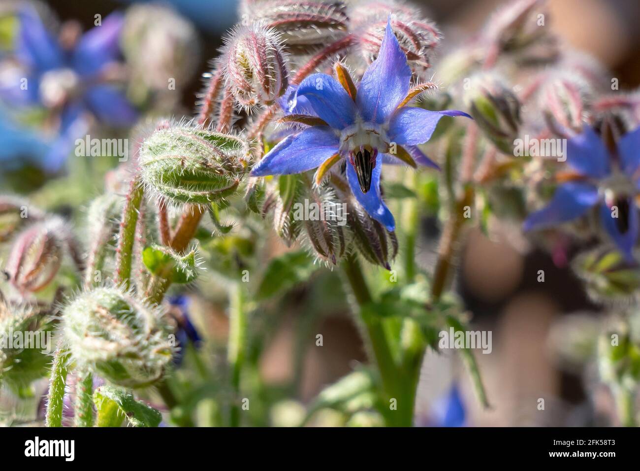 Borretsch cucumber hi-res stock photography and images - Alamy