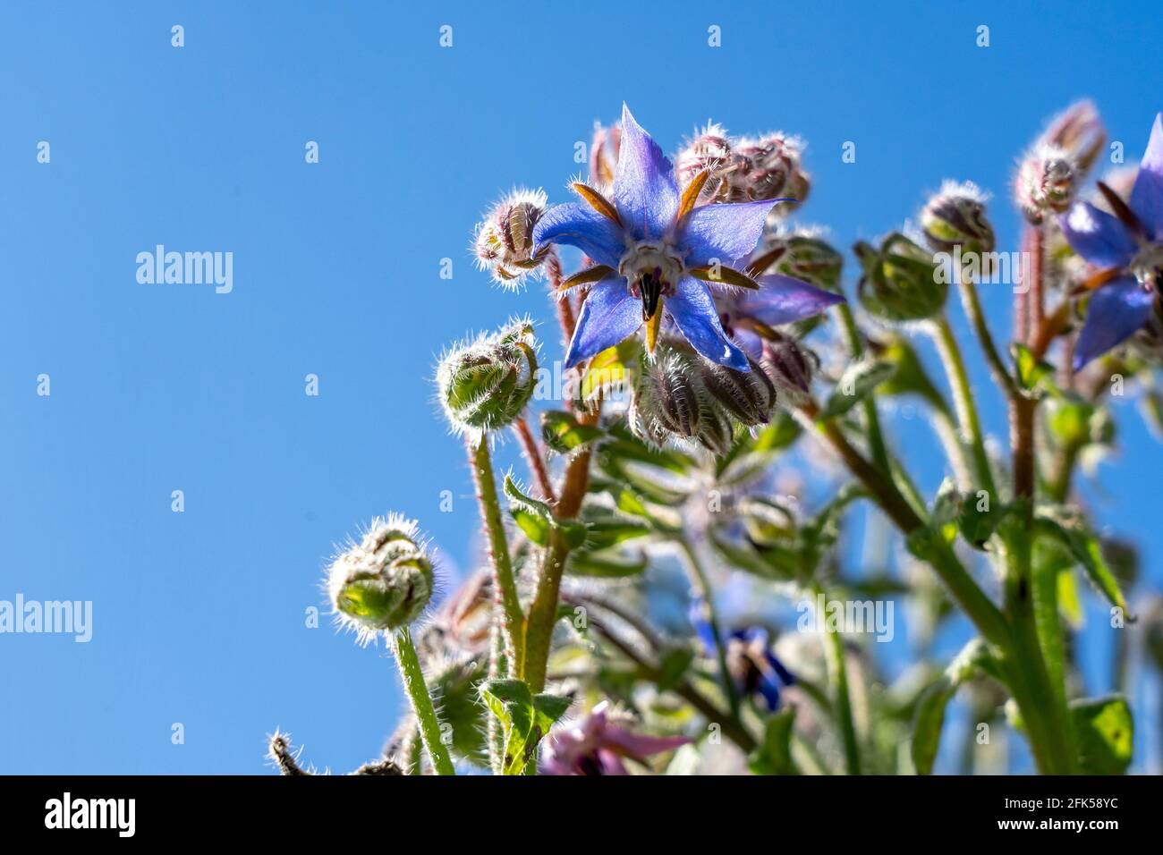 die Blüten des Borretsch (Borago officinalis Stock Photo - Alamy