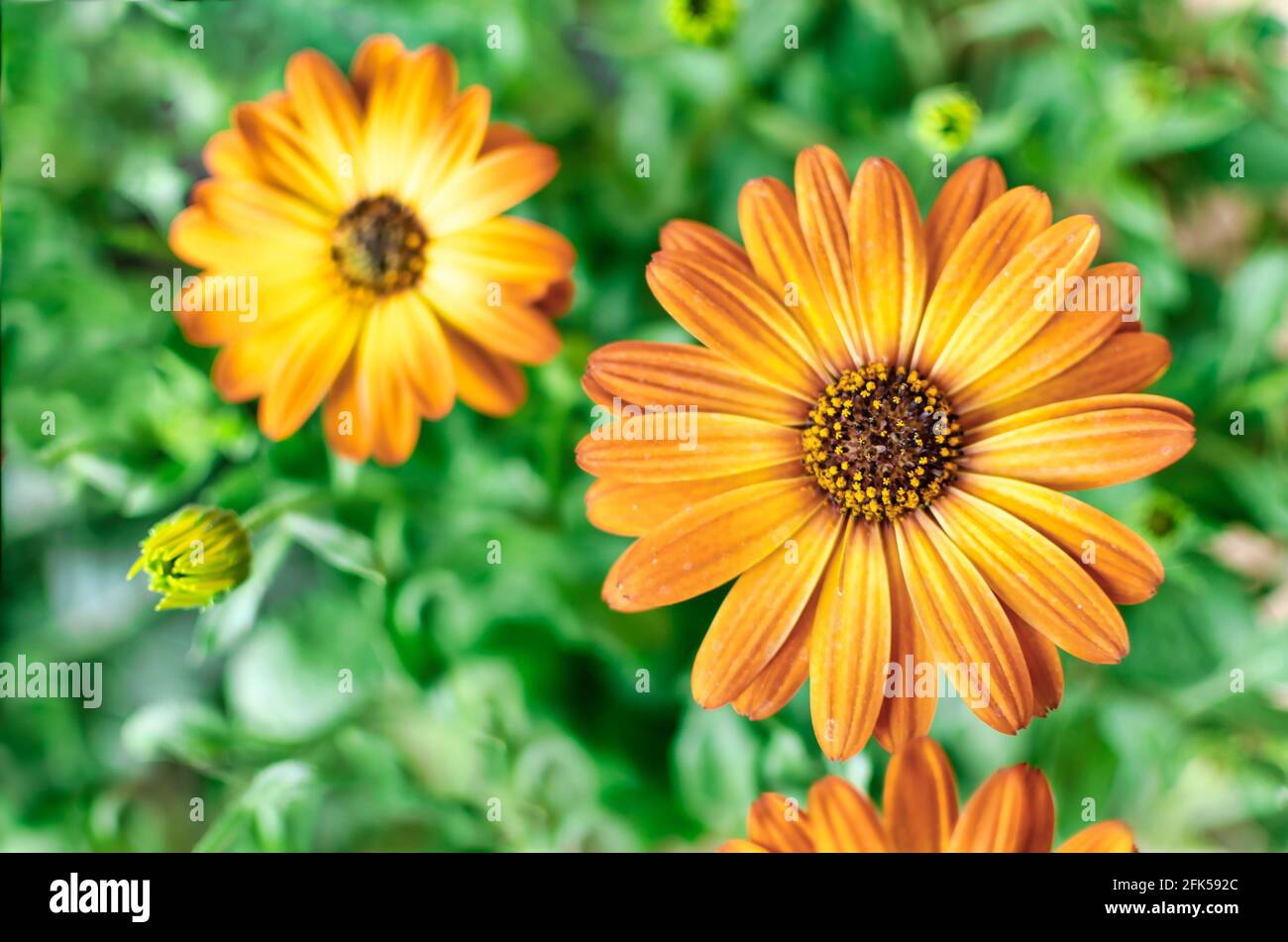 Selective focus of a beautiful orange flower of Dimorphoteca, also ...