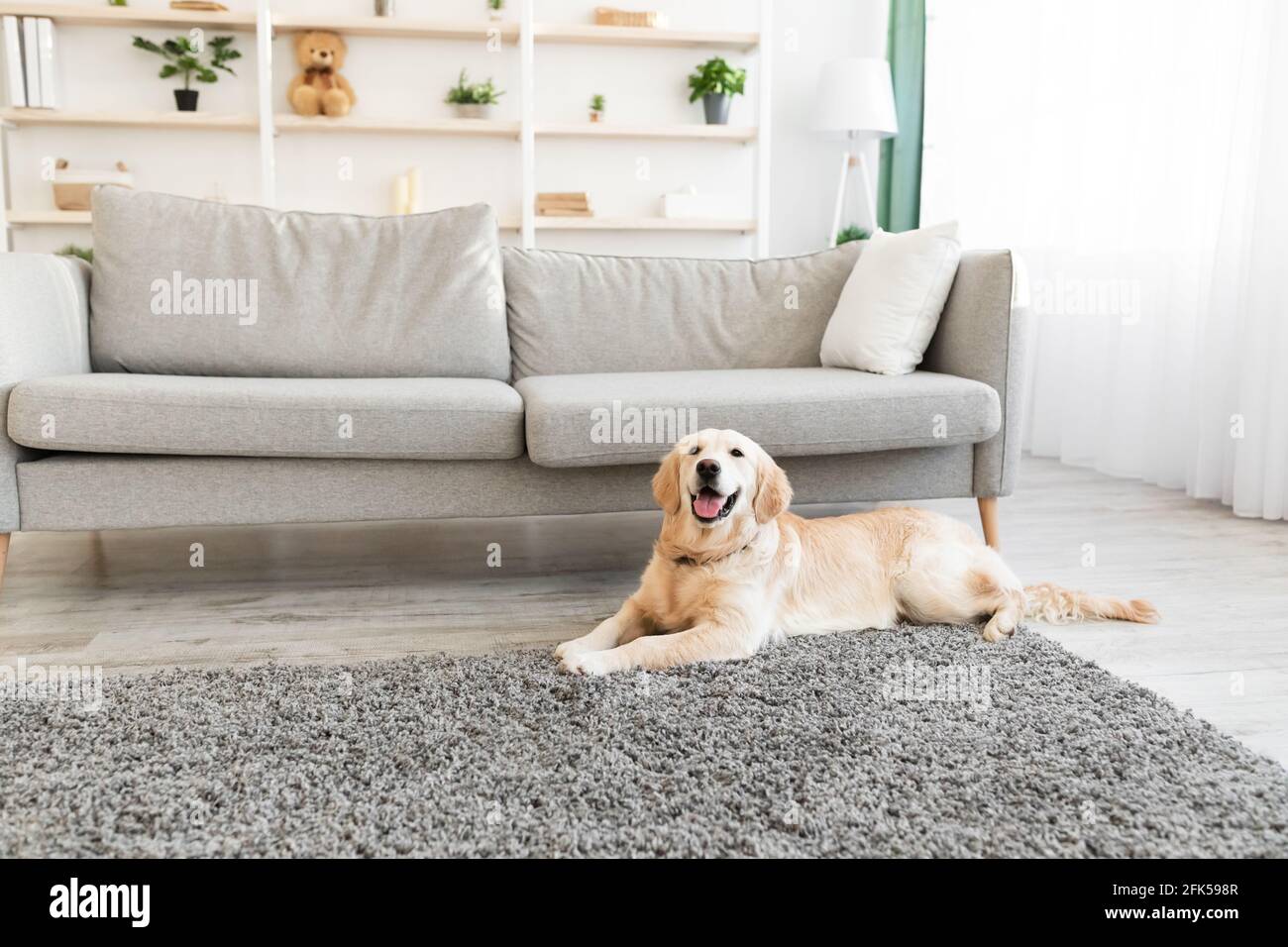 Labrador at home hi-res stock photography and images - Alamy