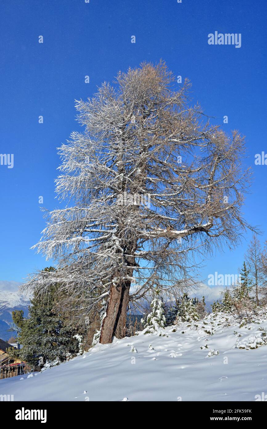 A larch tree covered in snow in the winter Stock Photo - Alamy