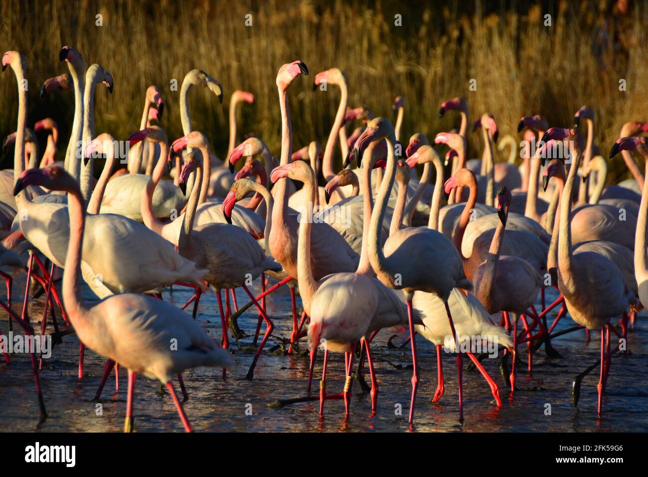 A flock of Flamingos wading in a lagoon Stock Photo - Alamy