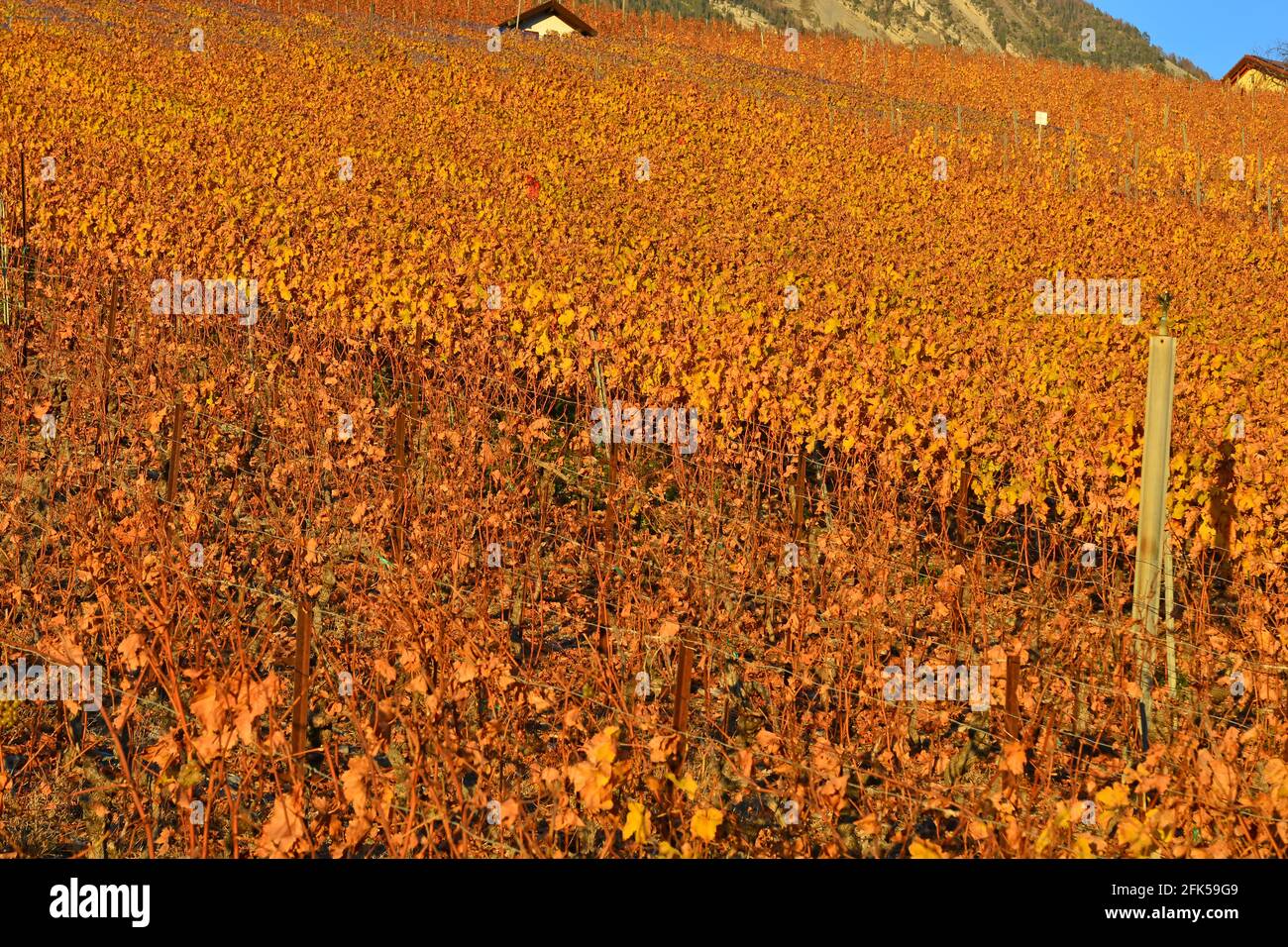Fall colors in the Vineyards in the Alps Stock Photo - Alamy