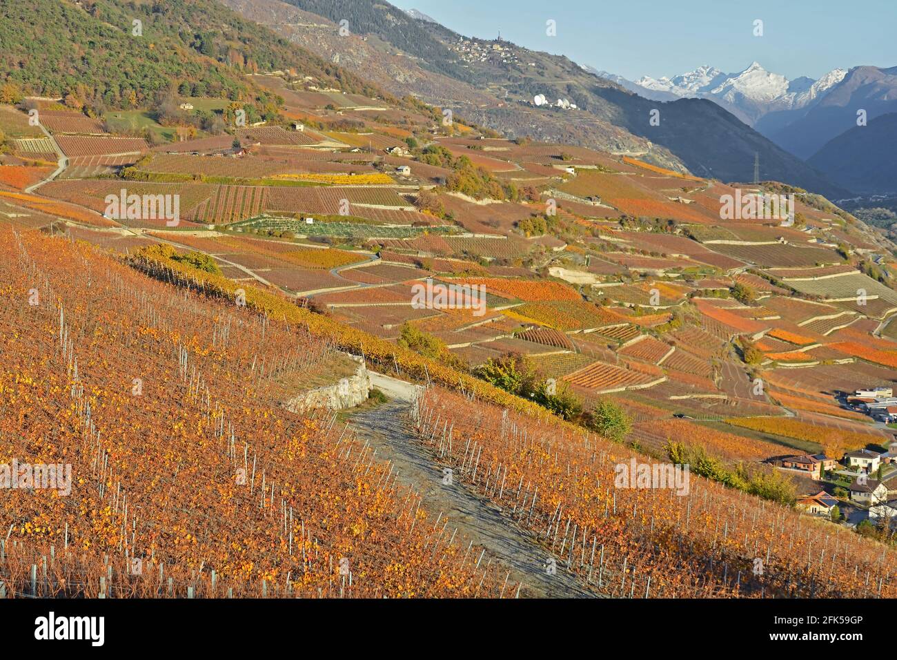Fall colors in the Vineyards in the Alps Stock Photo - Alamy