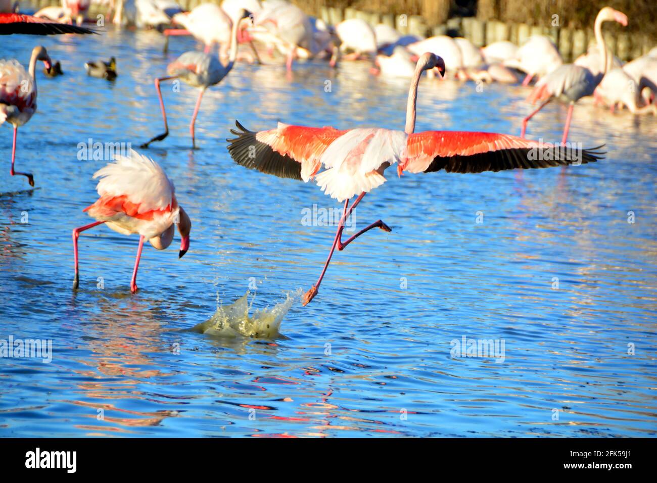 A Greater Flamingo running on water Stock Photo - Alamy
