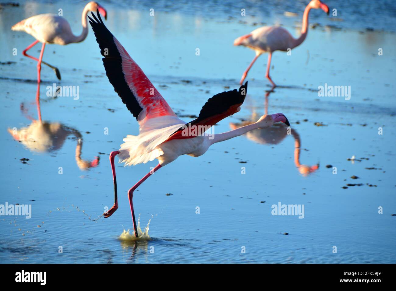 A Greater Flamingo running on water Stock Photo - Alamy