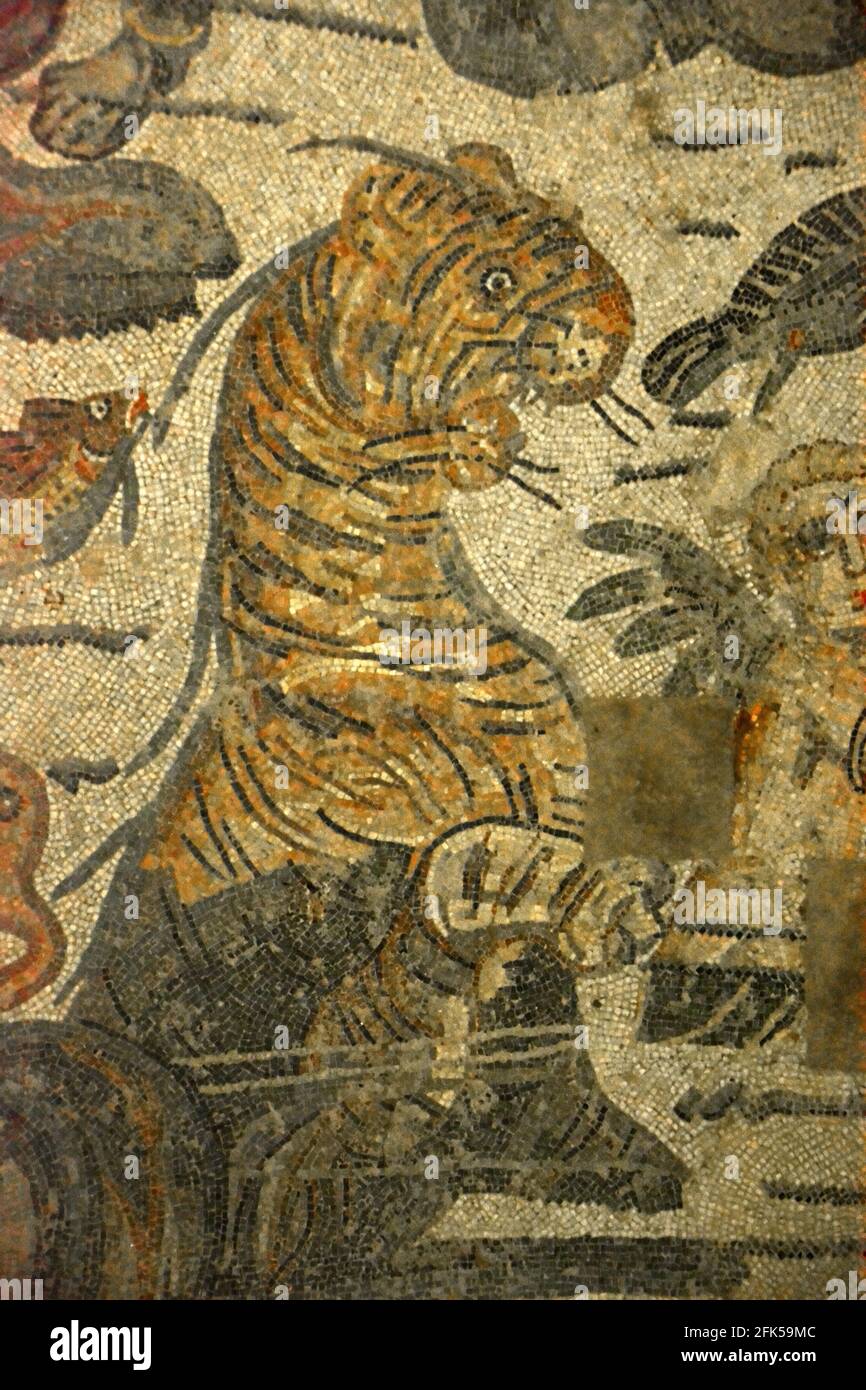 An Ancient Roman Mosaic Depicting A Mythical Sea Tiger From The Hall
