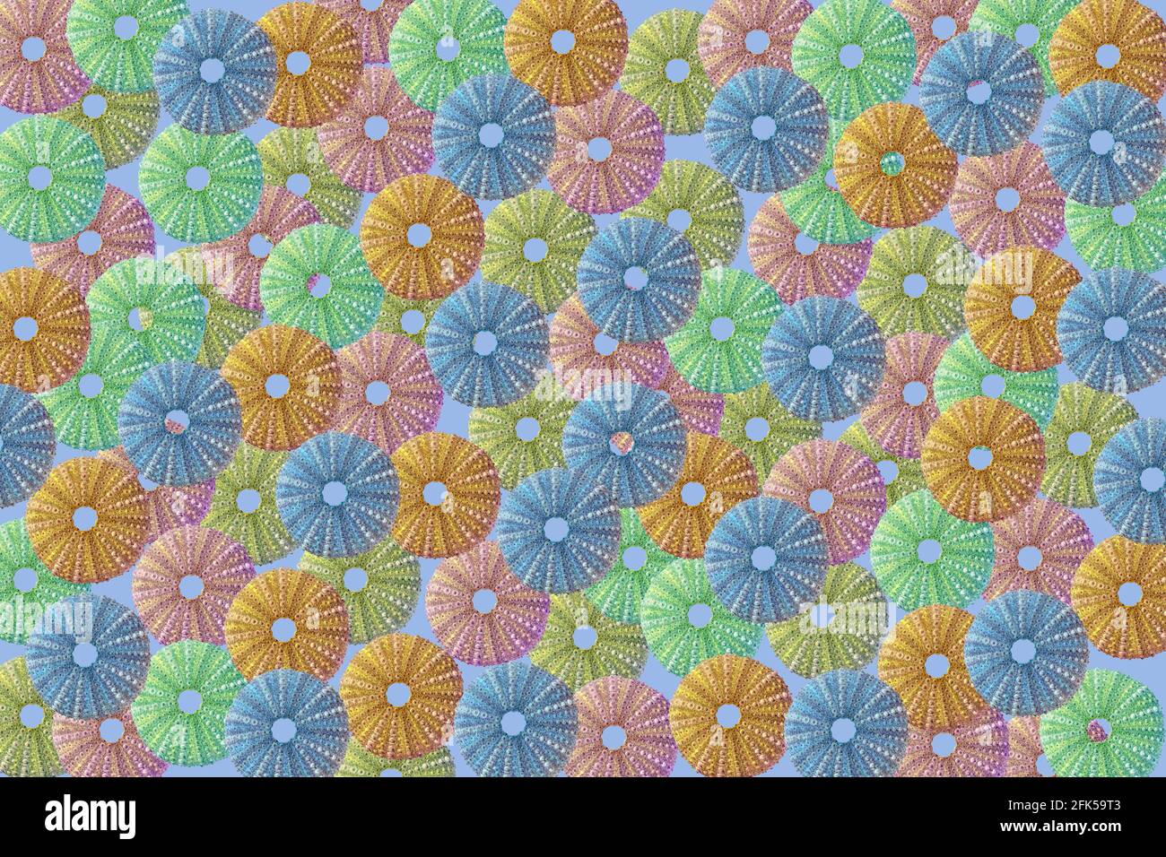 Pattern of different coloured sea urchins. On a blue background Stock ...