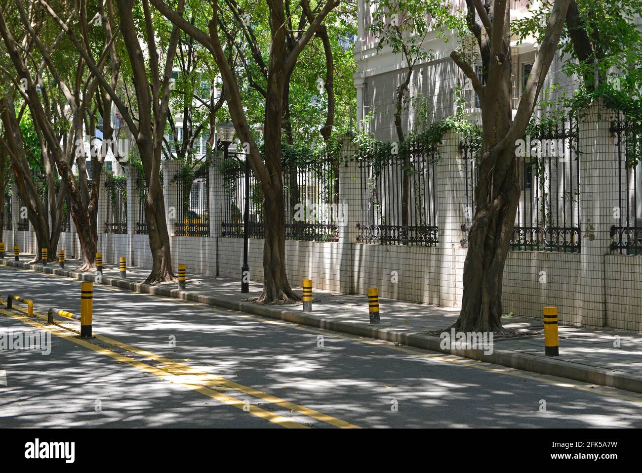 A shady tree-lined street in Shenzhen, China Stock Photo - Alamy