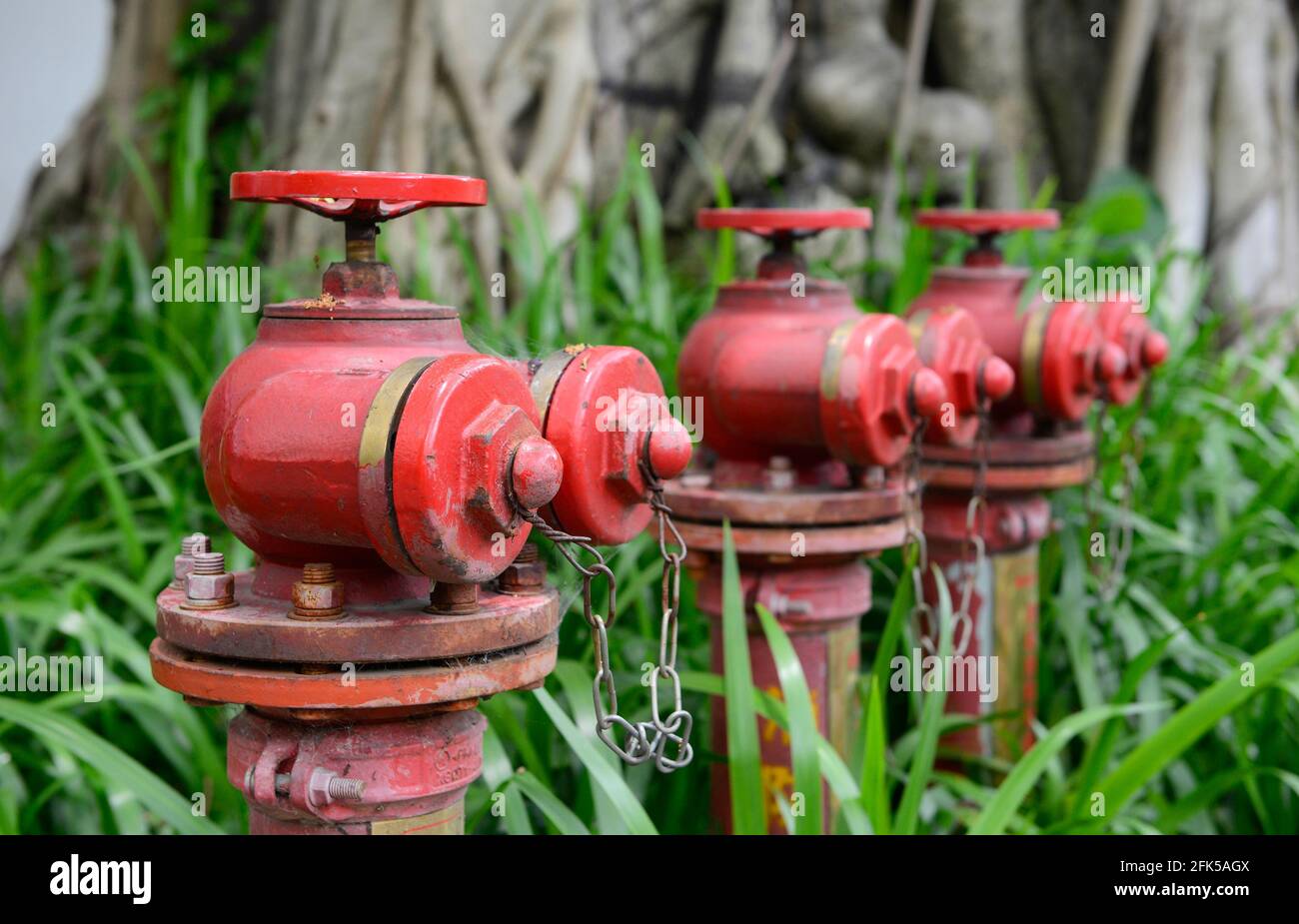 Three water hydrants in front of a Banyan tree in Guangzhou, China ...