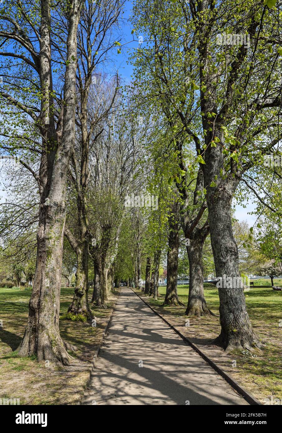 Avenue tall public pathway trees public hi-res stock photography and ...