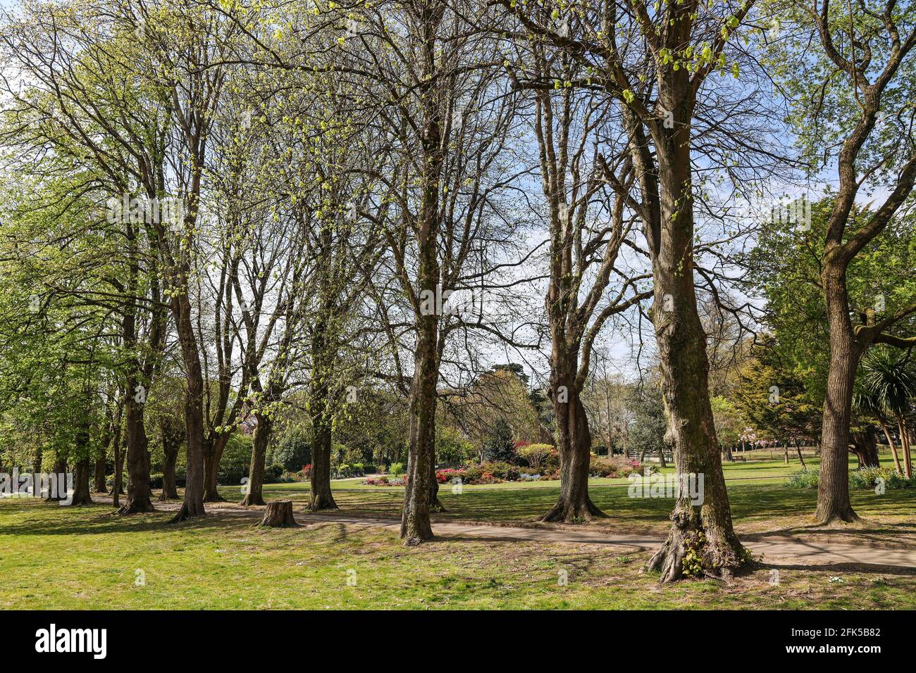 An established avenue of tall graceful lime trees in early springtime ...