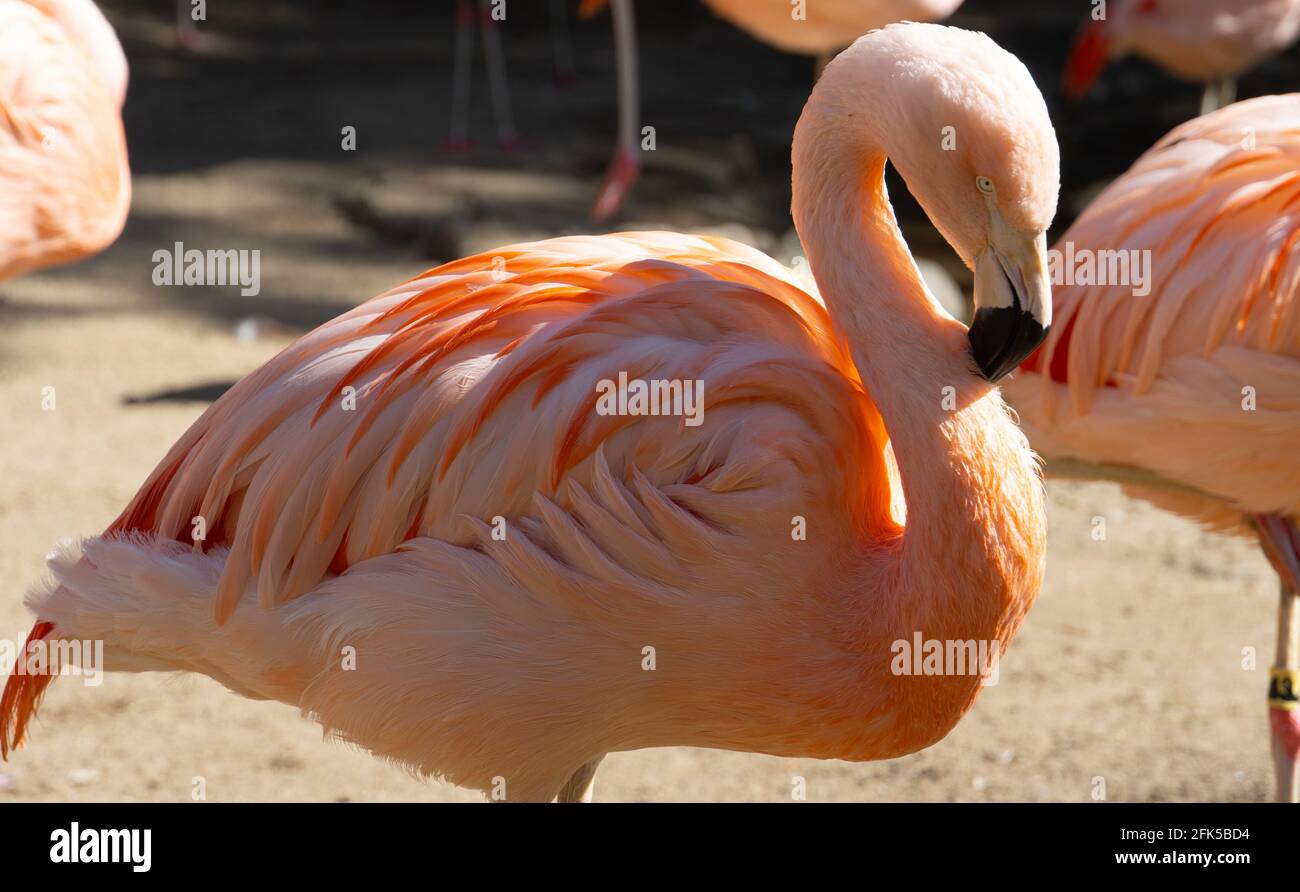 Los angeles zoo flamingo hi-res stock photography and images - Alamy
