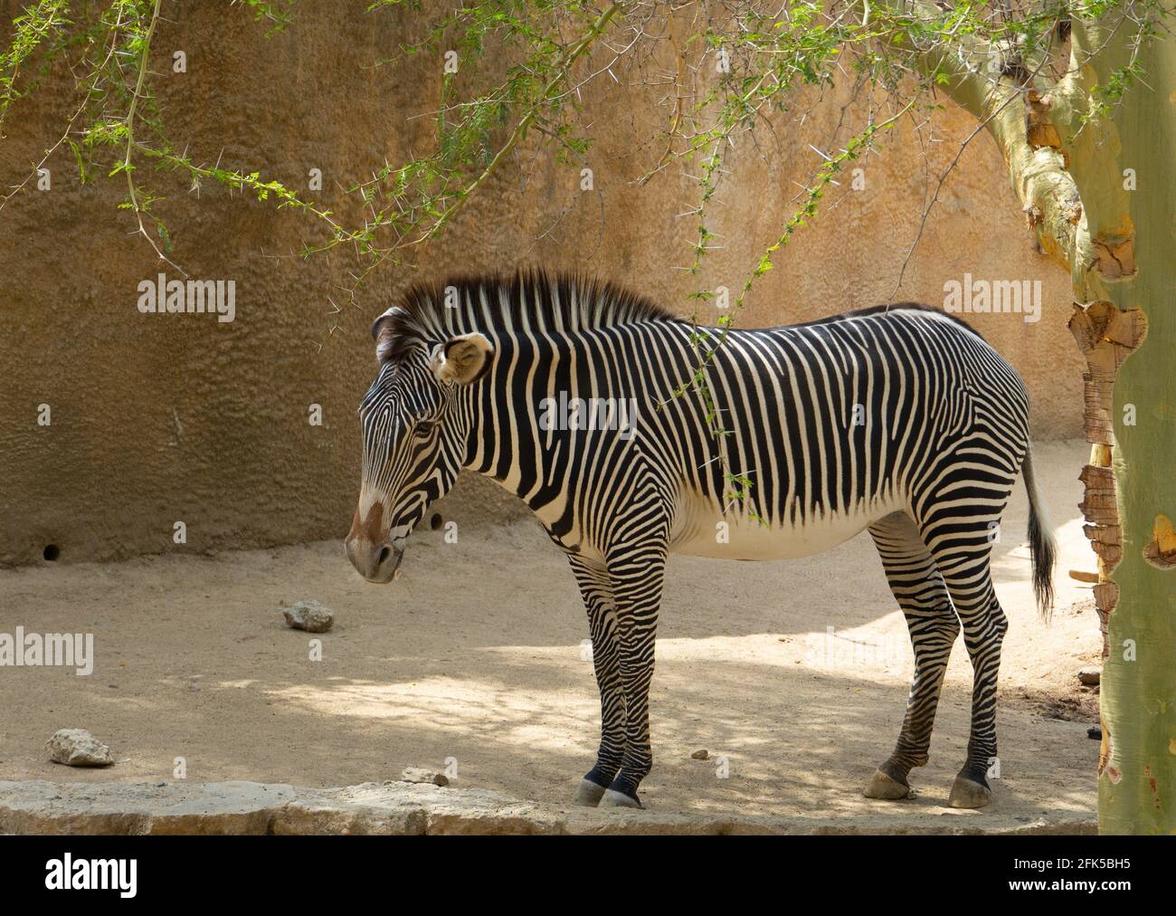 Grevy's zebra tree hi-res stock photography and images - Alamy