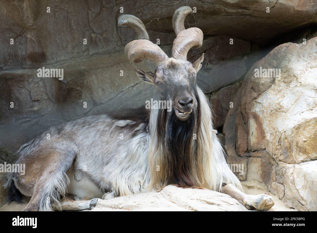 Markhor hi-res stock photography and images - Alamy