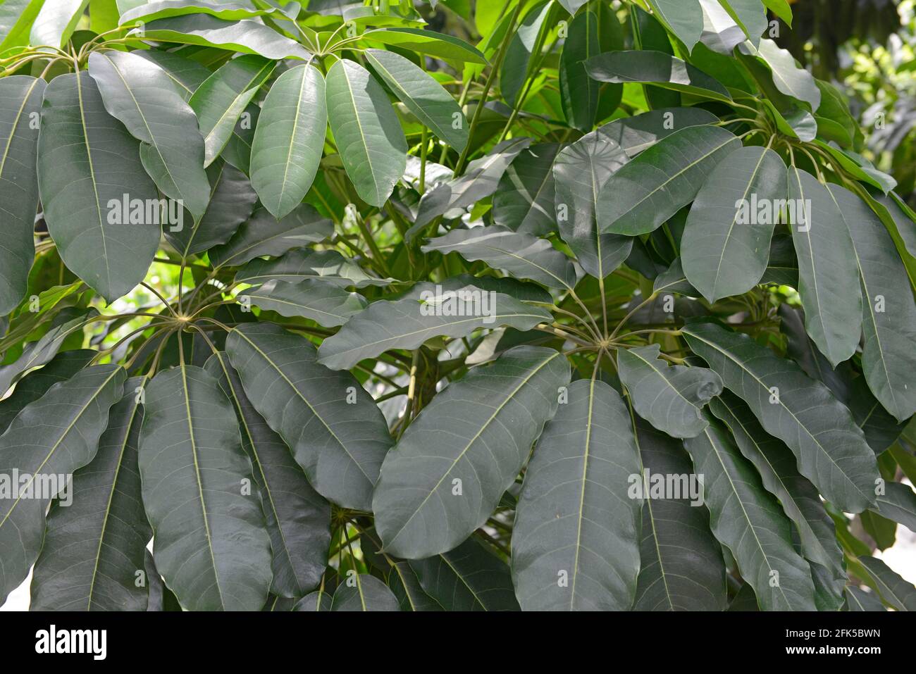 Whorled leaves hi-res stock photography and images - Alamy