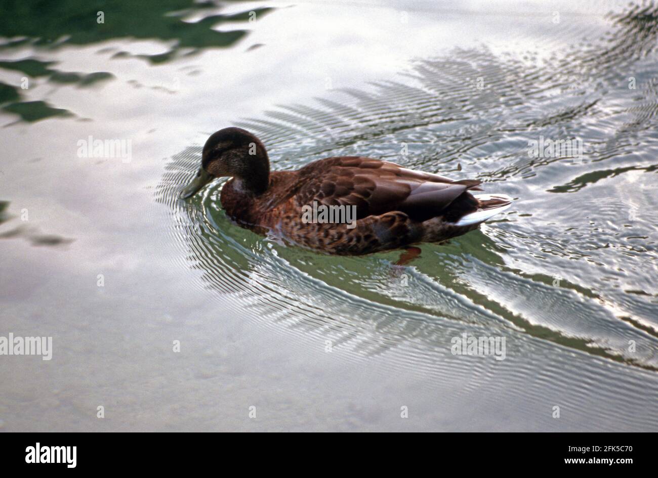 Anatra hi-res stock photography and images - Alamy