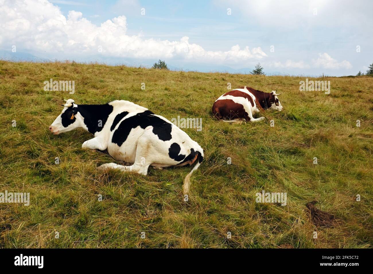 Bovines hi-res stock photography and images - Alamy
