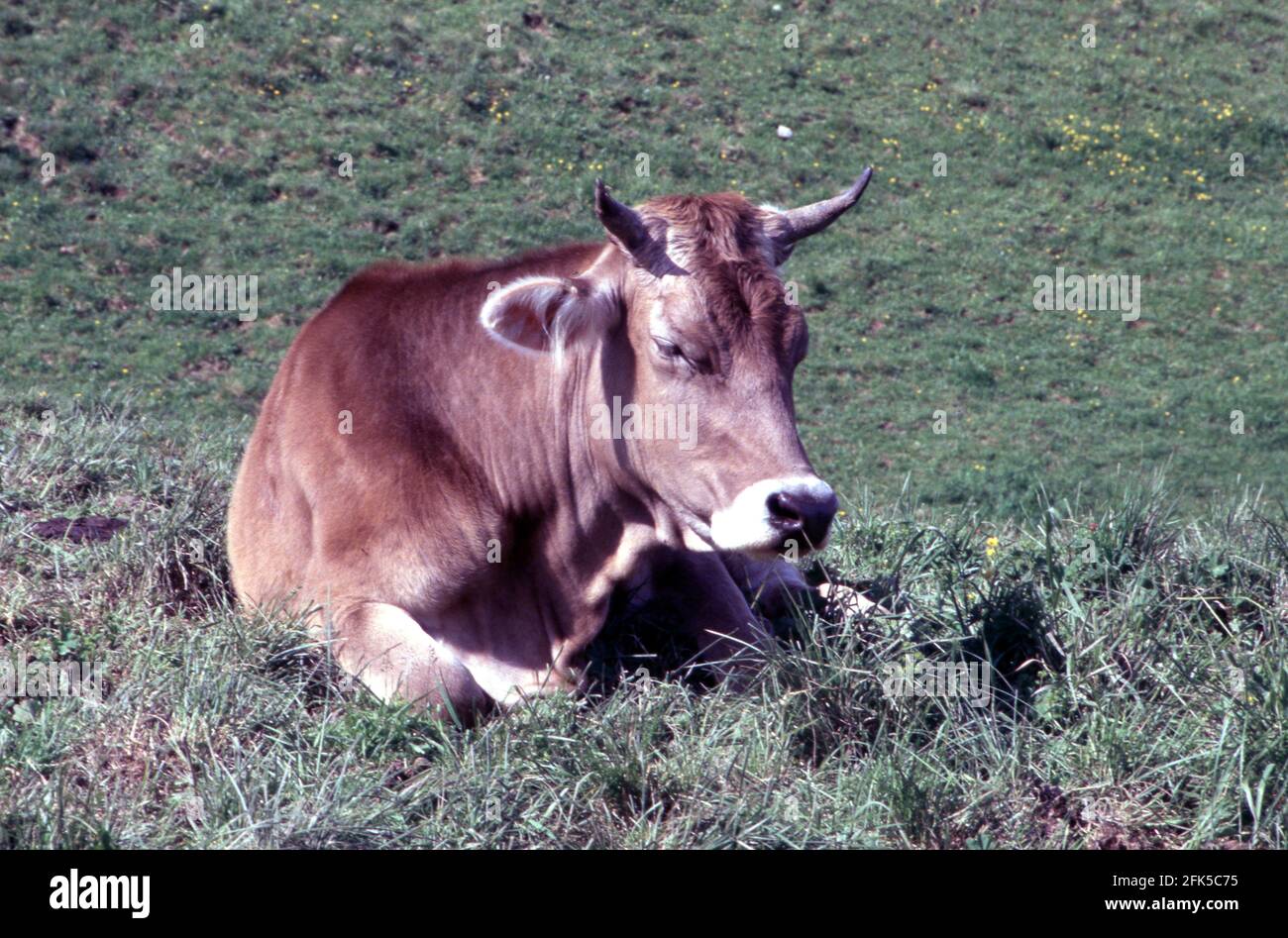 Mucche al pascolo Stock Photo - Alamy