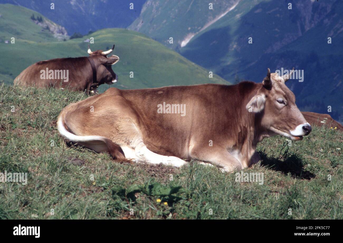 Mucche al pascolo Stock Photo - Alamy