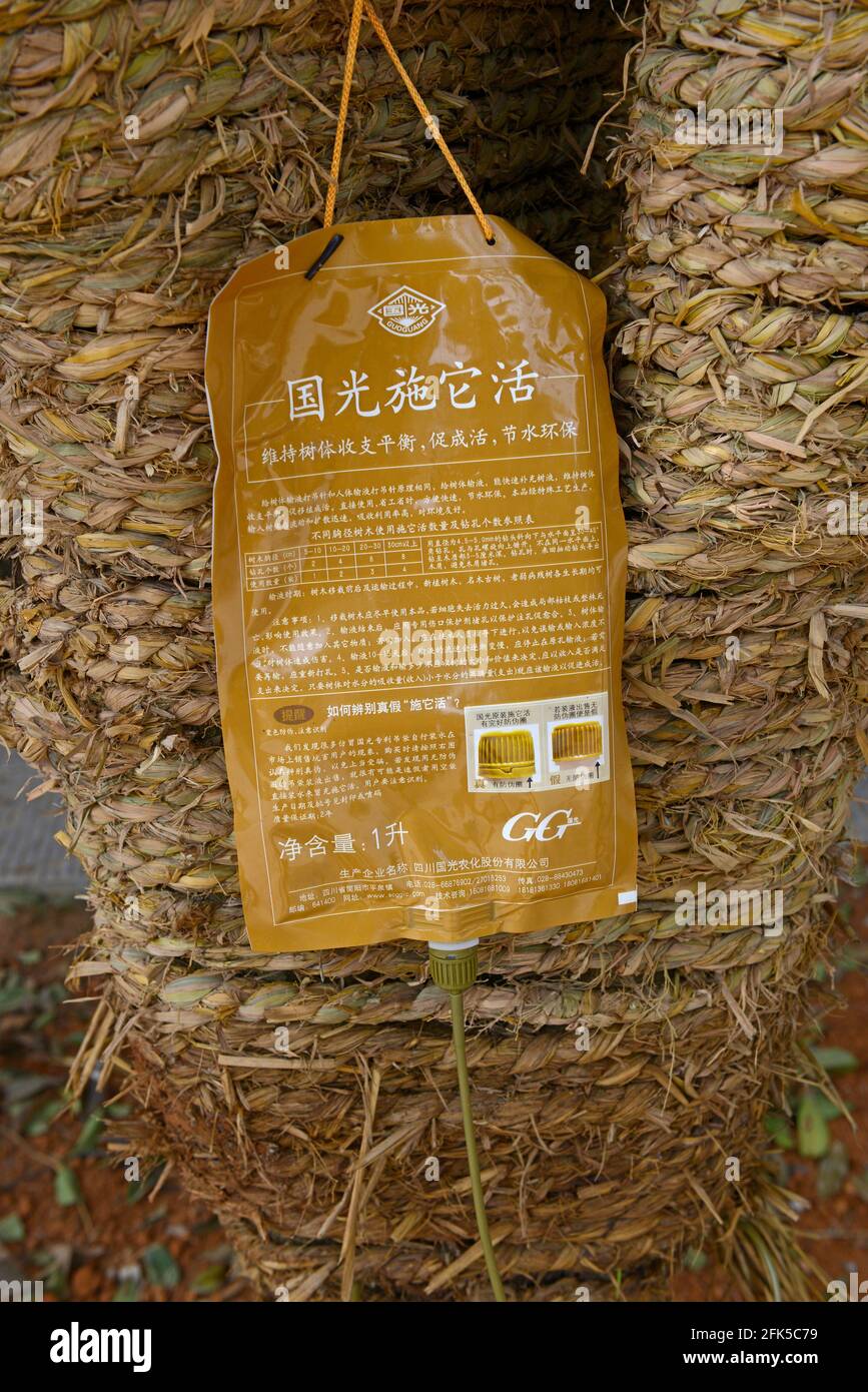 Insecticide bag connected to the veins of a tree in a park in Guilin ...