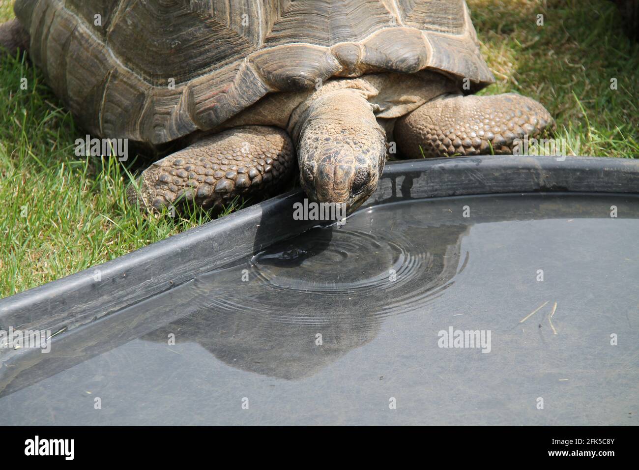 A Large Tortoise Taking a Drink of Water Stock Photo - Alamy