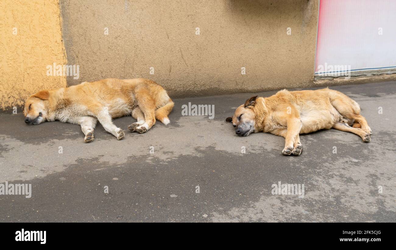 Portraits of a homeless dog on city pathway floor. Animals Stock Photo ...