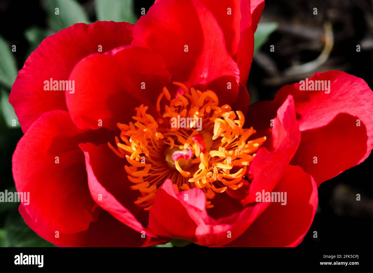 Red Peony in Full Bloom Stock Photo - Alamy