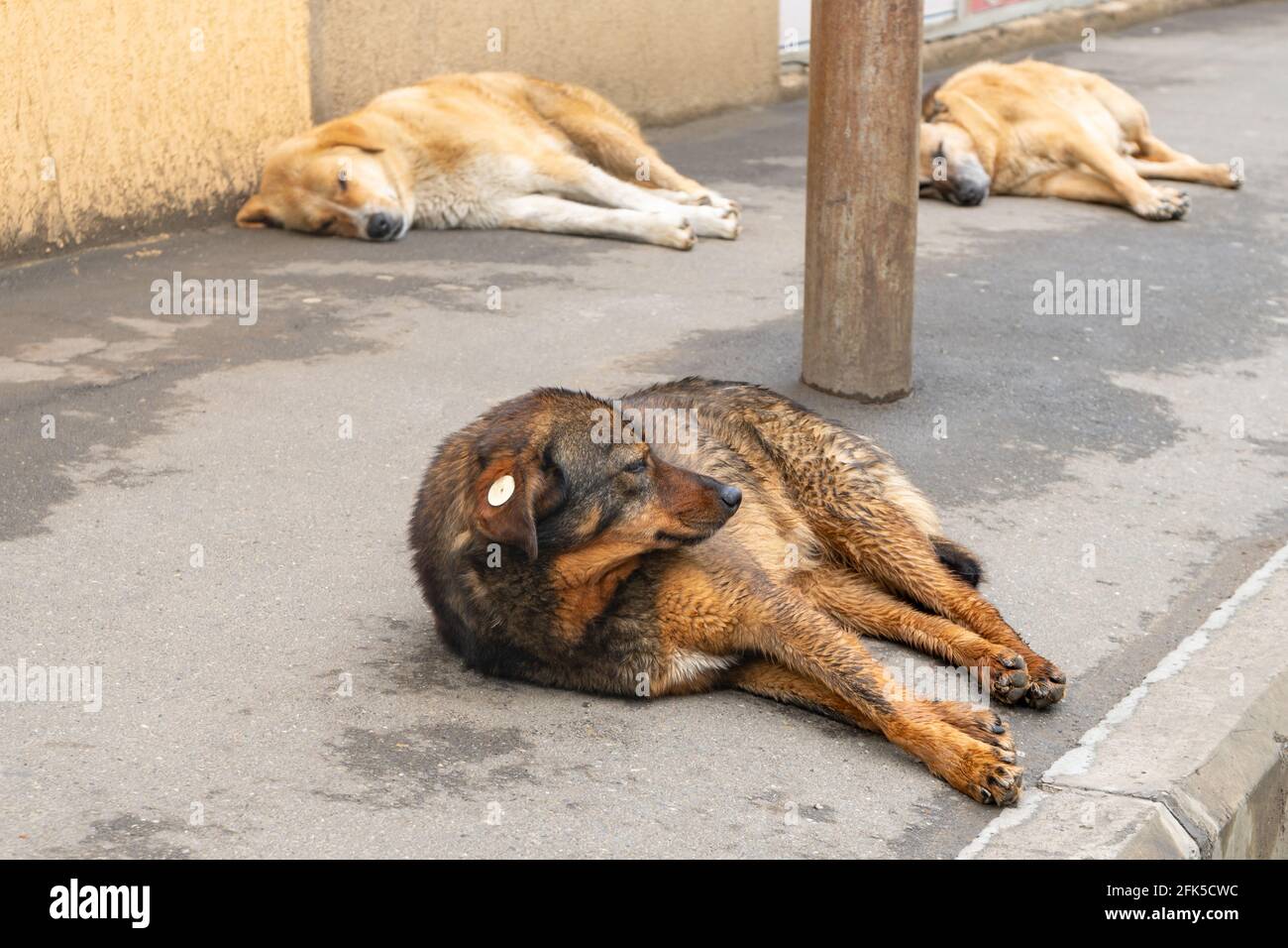 Portraits of a homeless dog on city pathway floor. Animals Stock Photo ...