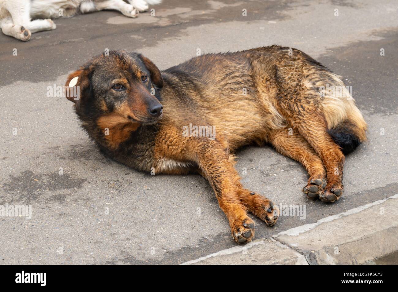 Portraits of a homeless dog on city pathway floor. Animals Stock Photo ...