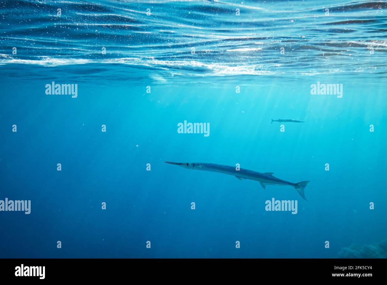 Lonely needlefish hunting on a coral reef Stock Photo - Alamy