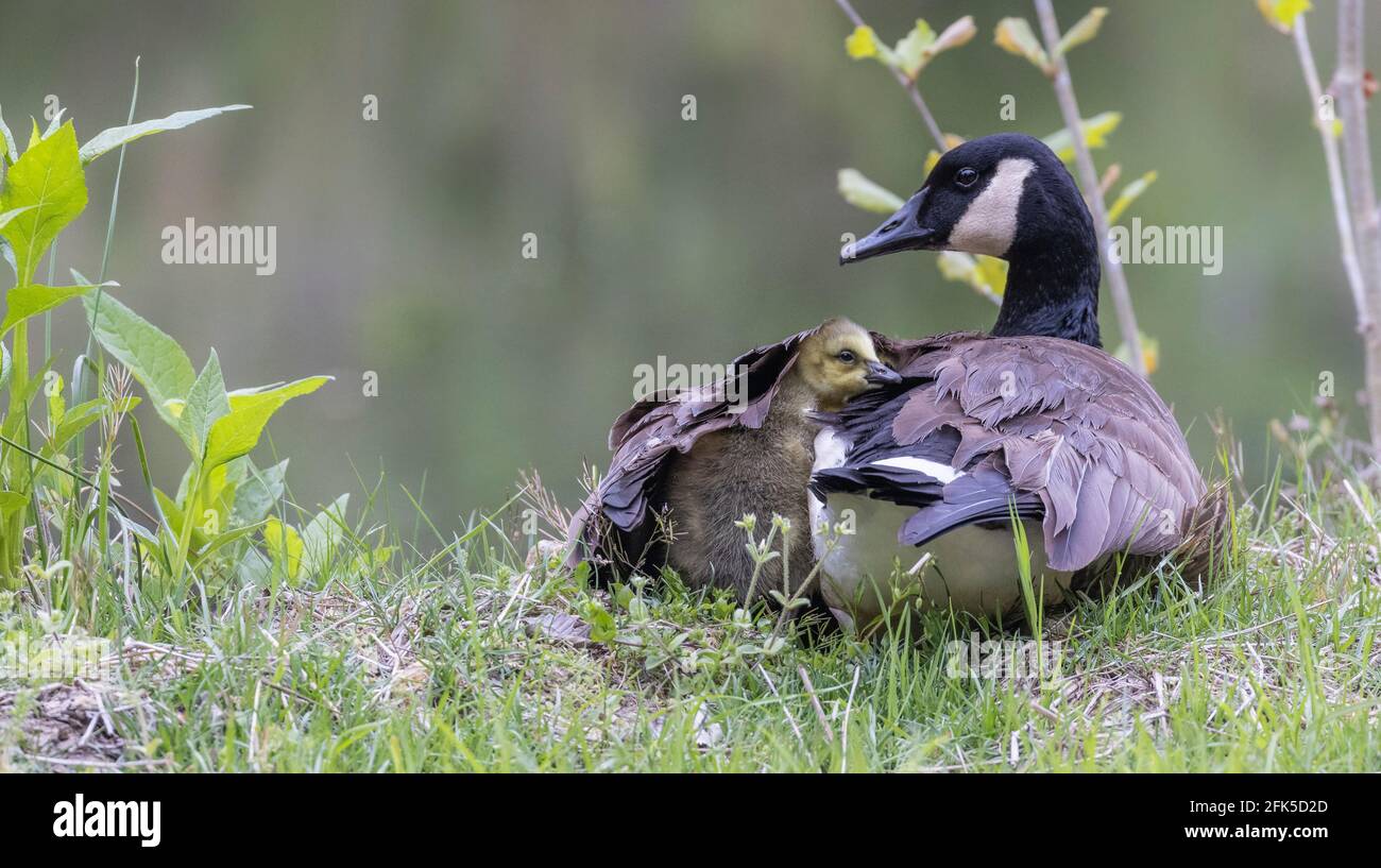Canada Goose Sheltering Gosling under its Wing Stock Photo - Alamy