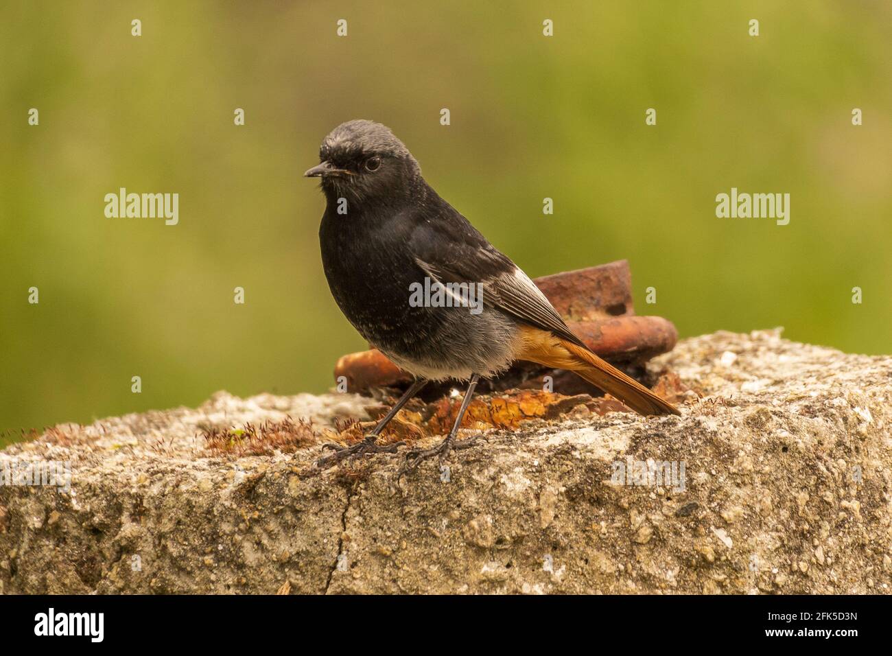 Black Redstart Phoenicurus ochruros Ares Galicia Spain Stock Photo - Alamy