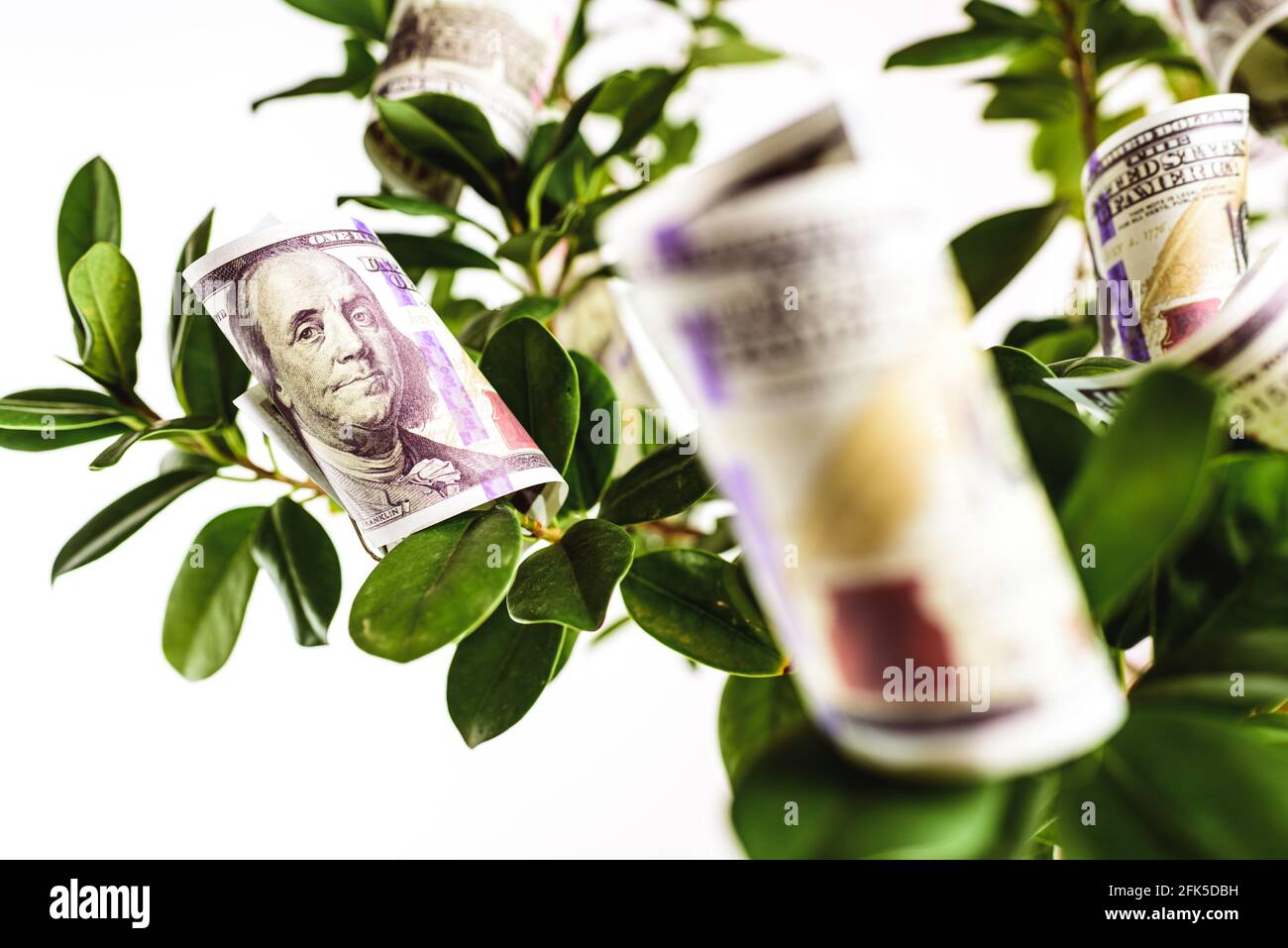 American dollar bills growing on the branches of a fortune tree Stock ...