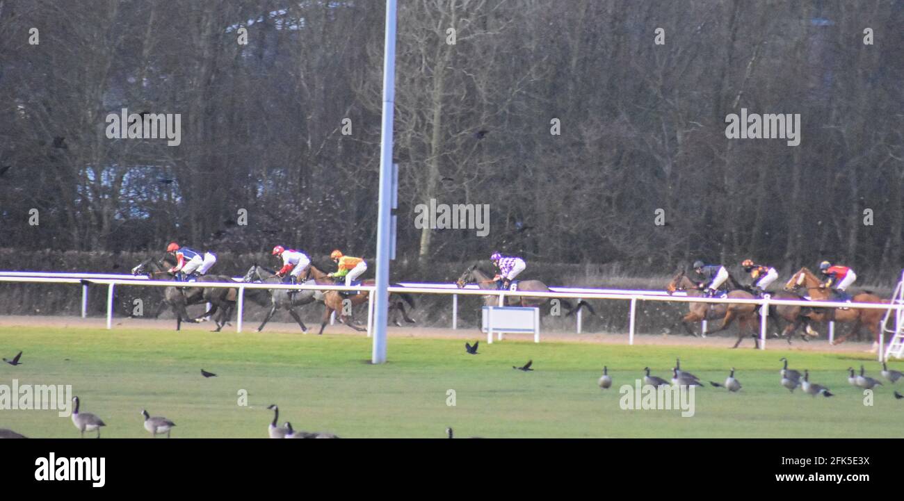 Night Horse Racing at Wolves Races, Wolverhampton Stock Photo - Alamy