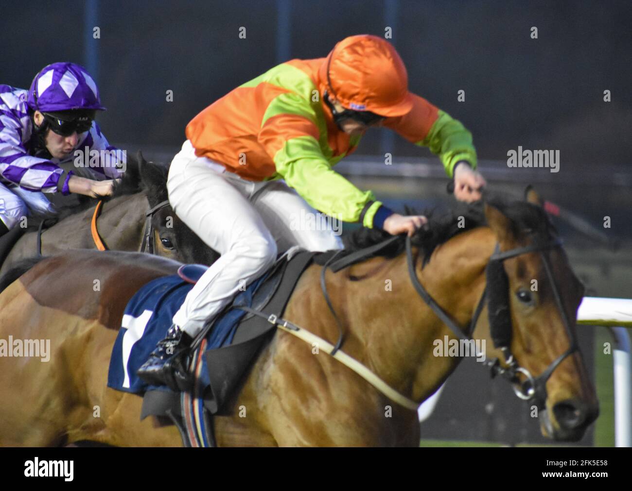 Night Horse Racing at Wolves Races, Wolverhampton Stock Photo - Alamy