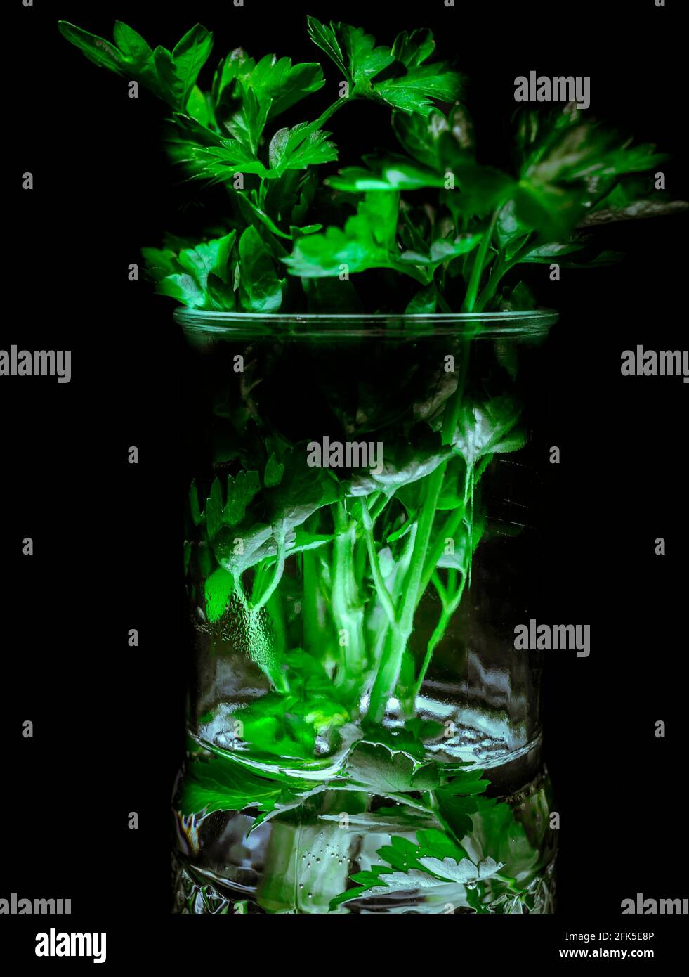 Sprigs of parsley Stock Photo - Alamy