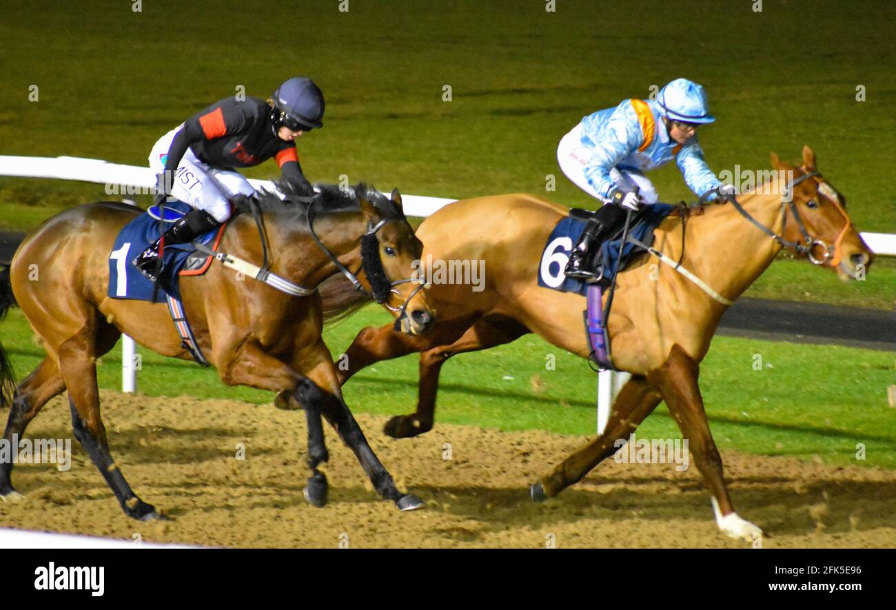 Night Horse Racing at Wolves Races, Wolverhampton Stock Photo - Alamy