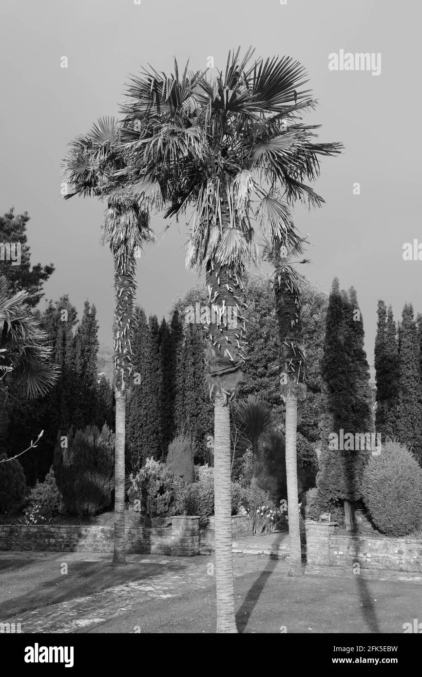 Palm trees seen on the south coast of England, UK in April 2021 Stock ...