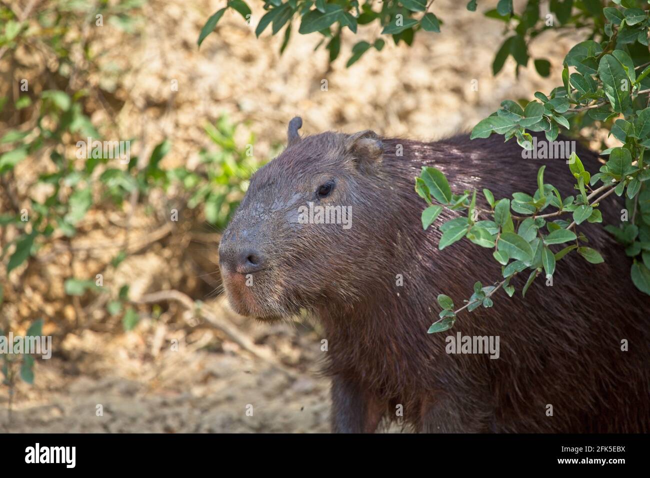 Side on Close up of Capybara (Hydrochoerus hydrochaeris) in the Pampas ...