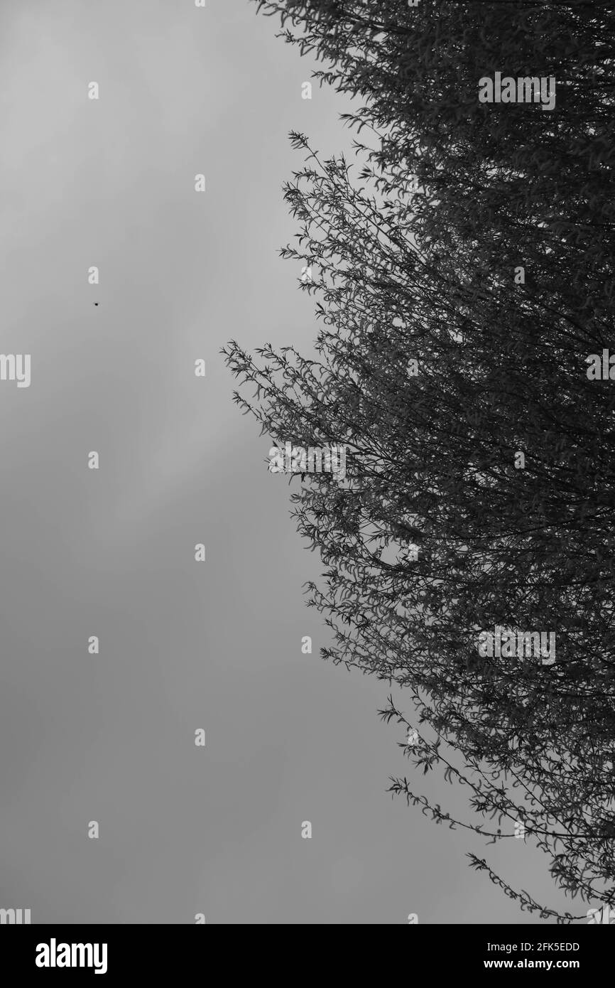 Spring leaves in england Black and White Stock Photos & Images - Alamy