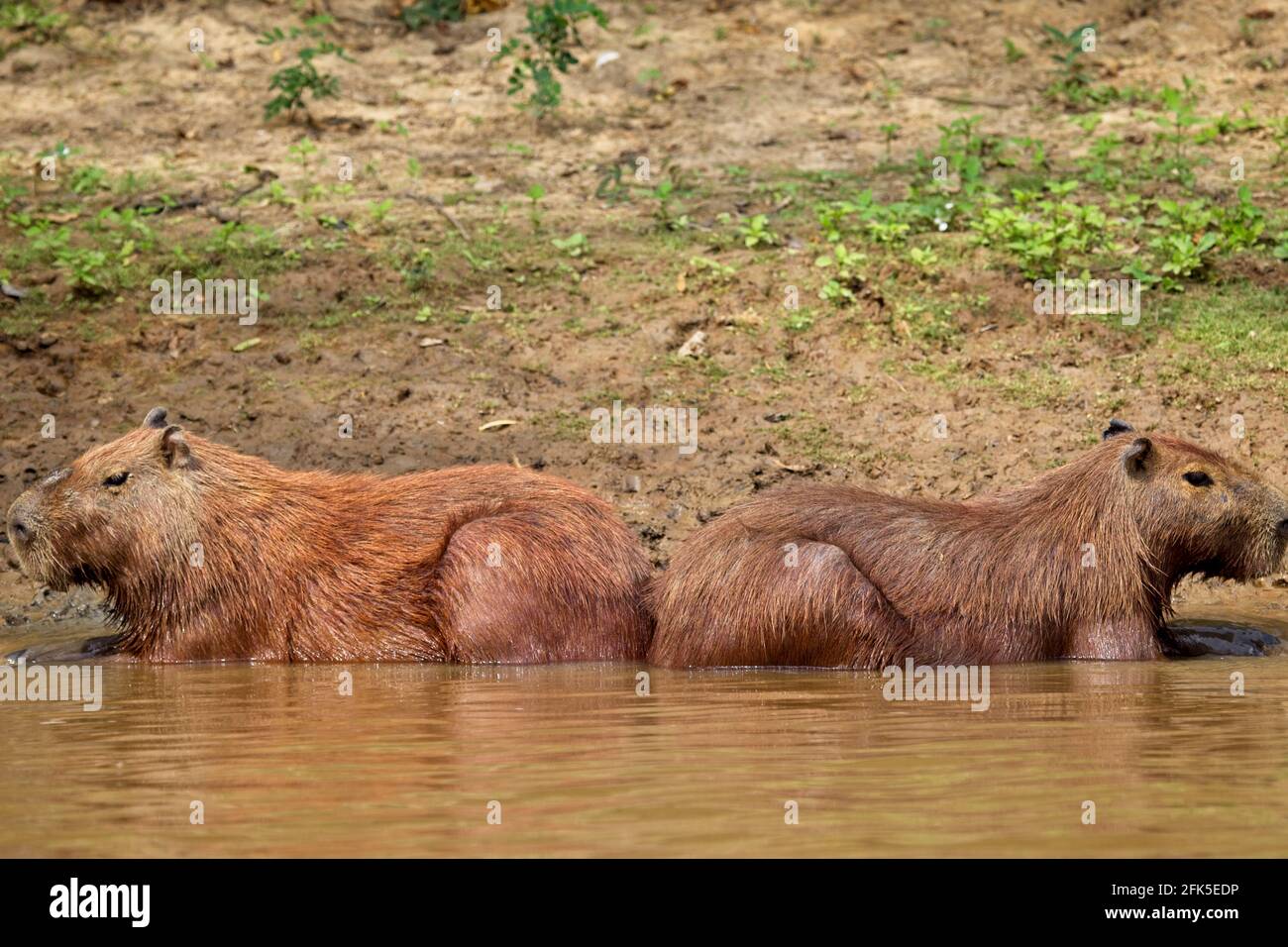 Two capybaras hi-res stock photography and images - Alamy