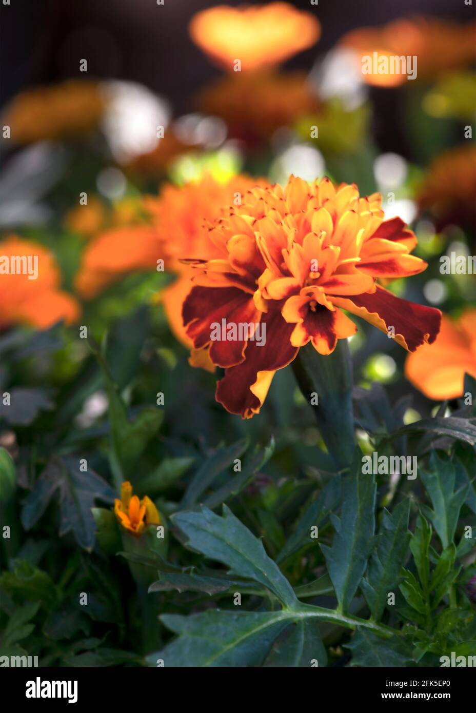 close up focus on a vibrant single marigold in a flower bed with other ...