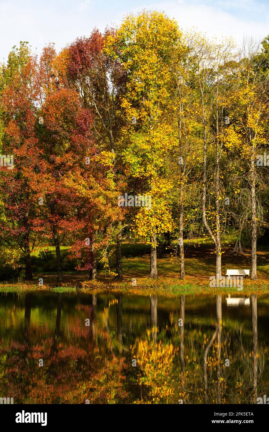 Autumn colored trees reflection on water Stock Photo - Alamy