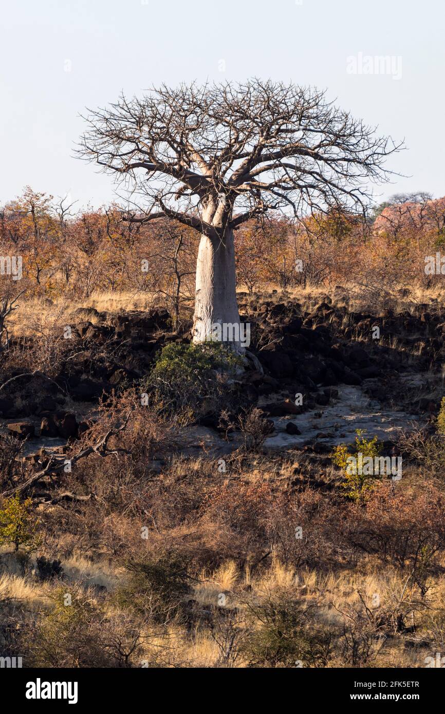 Young baobab tree hi-res stock photography and images - Alamy