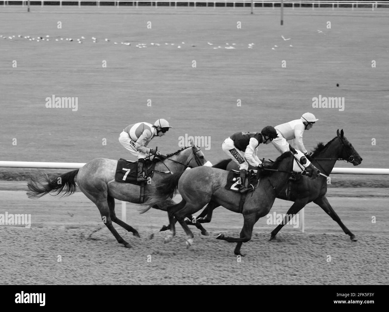 Wolverhampton Races, Wolves Stock Photo - Alamy